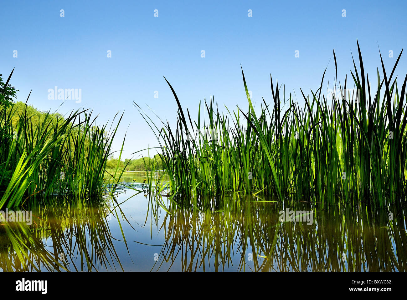 shipley country park derbyshire england uk Stock Photo - Alamy