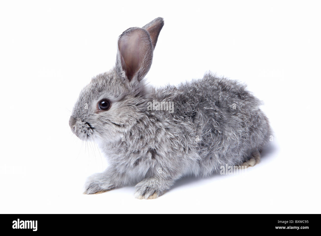 gray baby rabbit isolated on a white background Stock Photo - Alamy