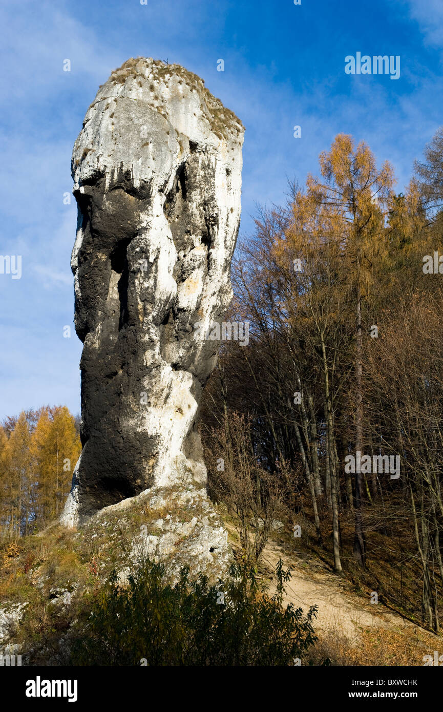 Hercules club tree hi-res stock photography and images - Alamy