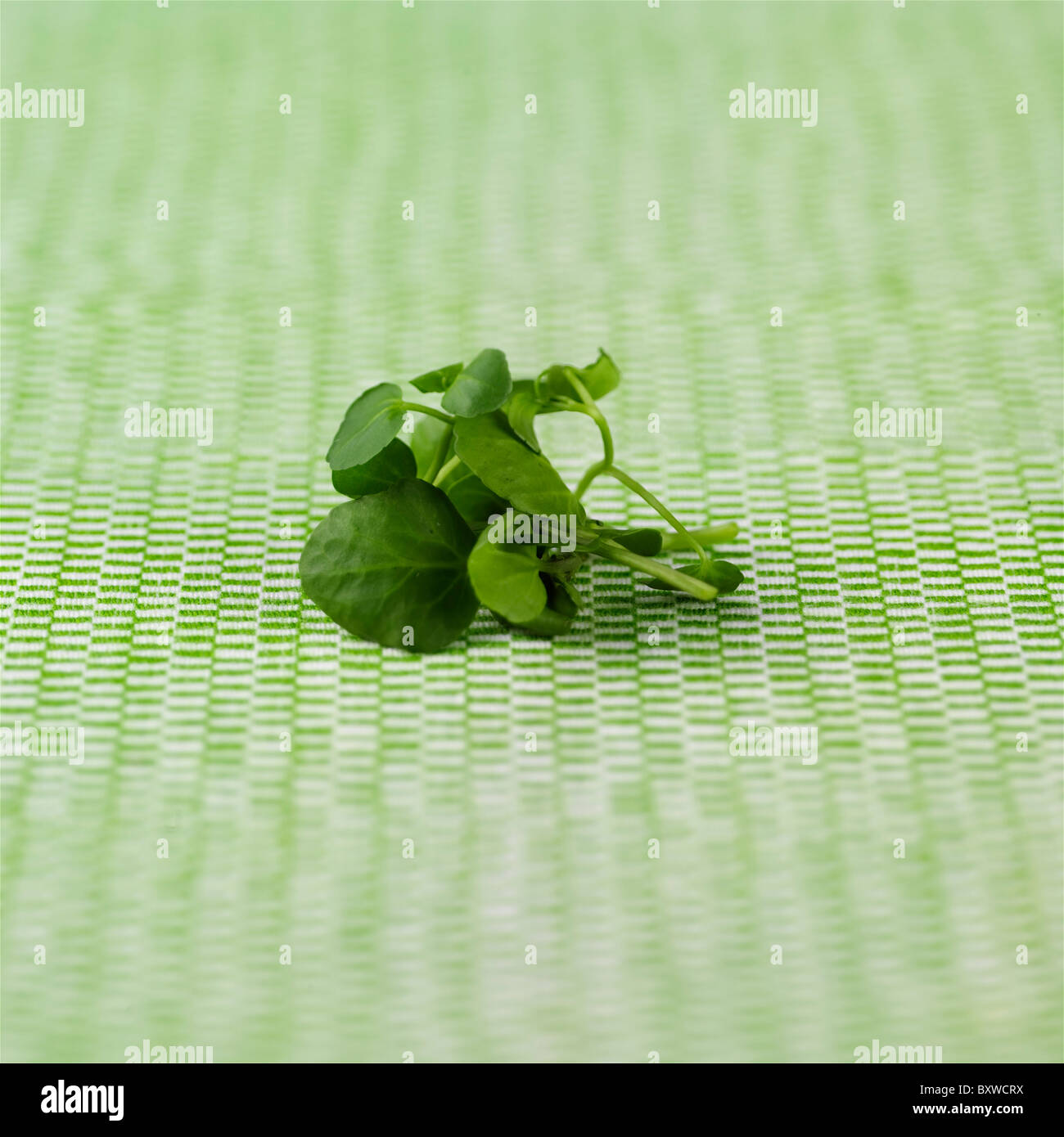 Watercress sprig hi-res stock photography and images - Alamy