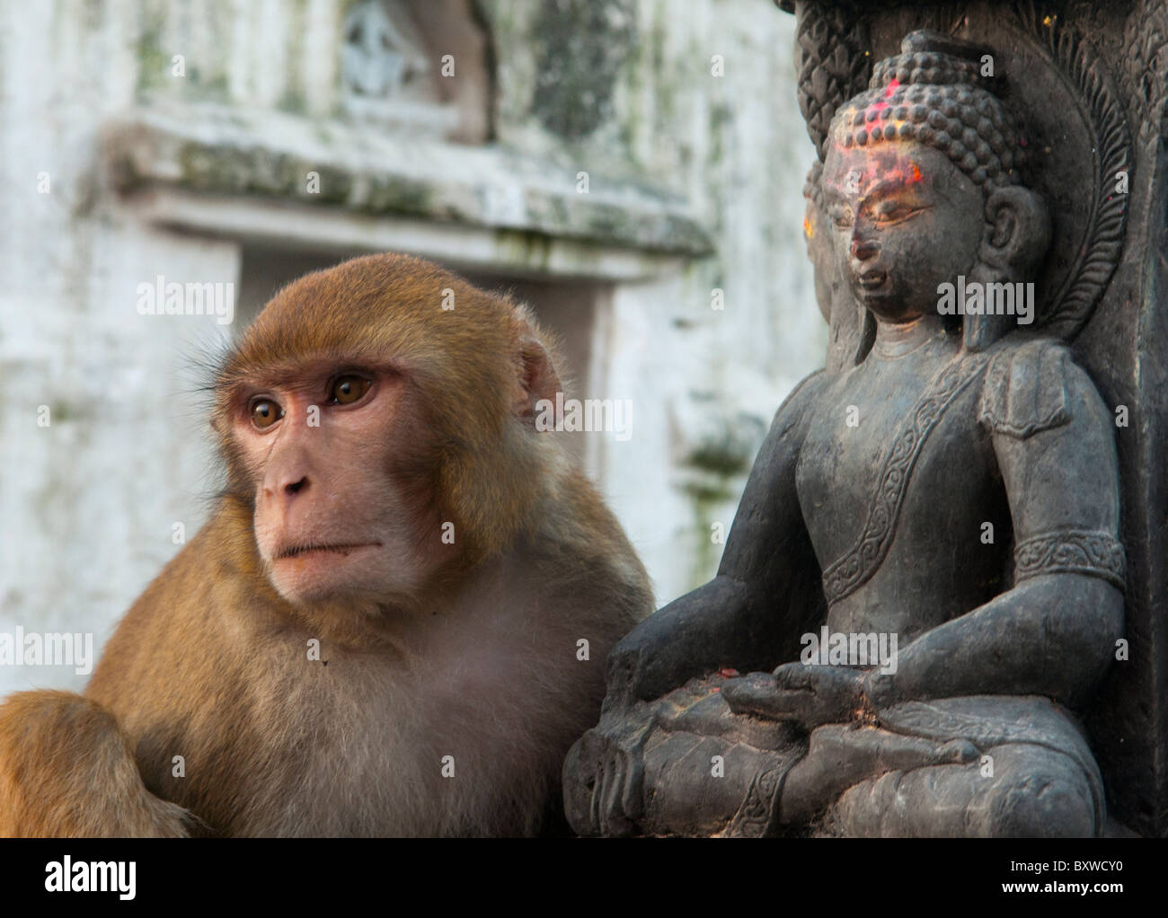 Who's the Buddha? Monkey and statue at Swayambunath, the Monkey Temple ...