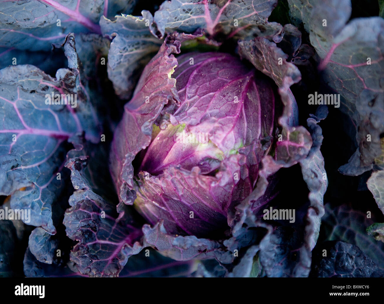 Red cabbage growing hi-res stock photography and images - Alamy