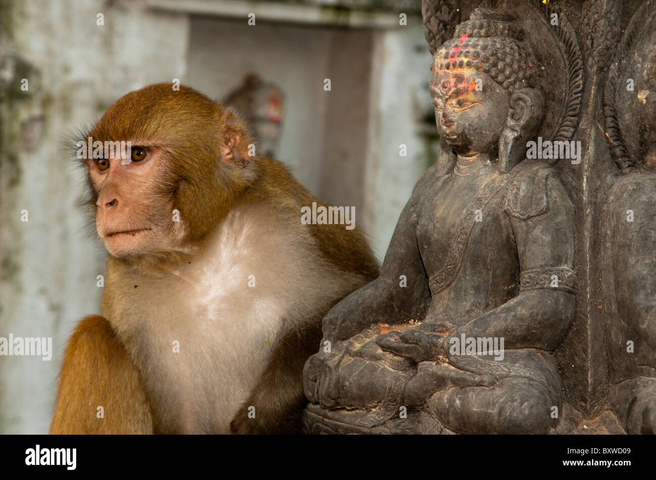 Who's the Buddha? Monkey and statue at Swayambunath, the Monkey Temple ...