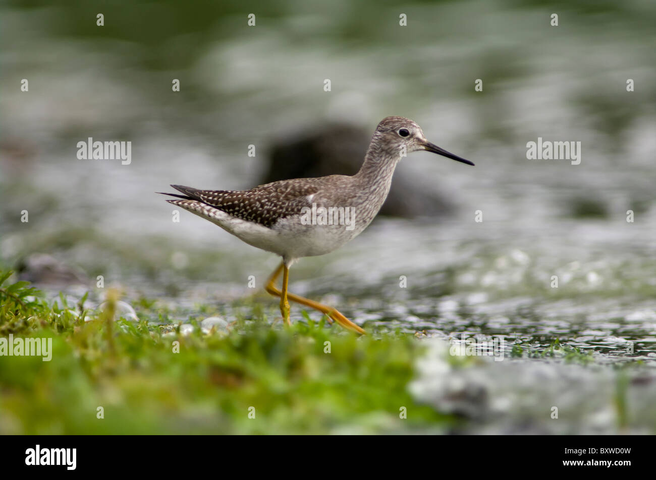 Lesser Yellowlegs (Tringa flavipes) wading in shallow water in the Azores, Portugal Stock Photo ...