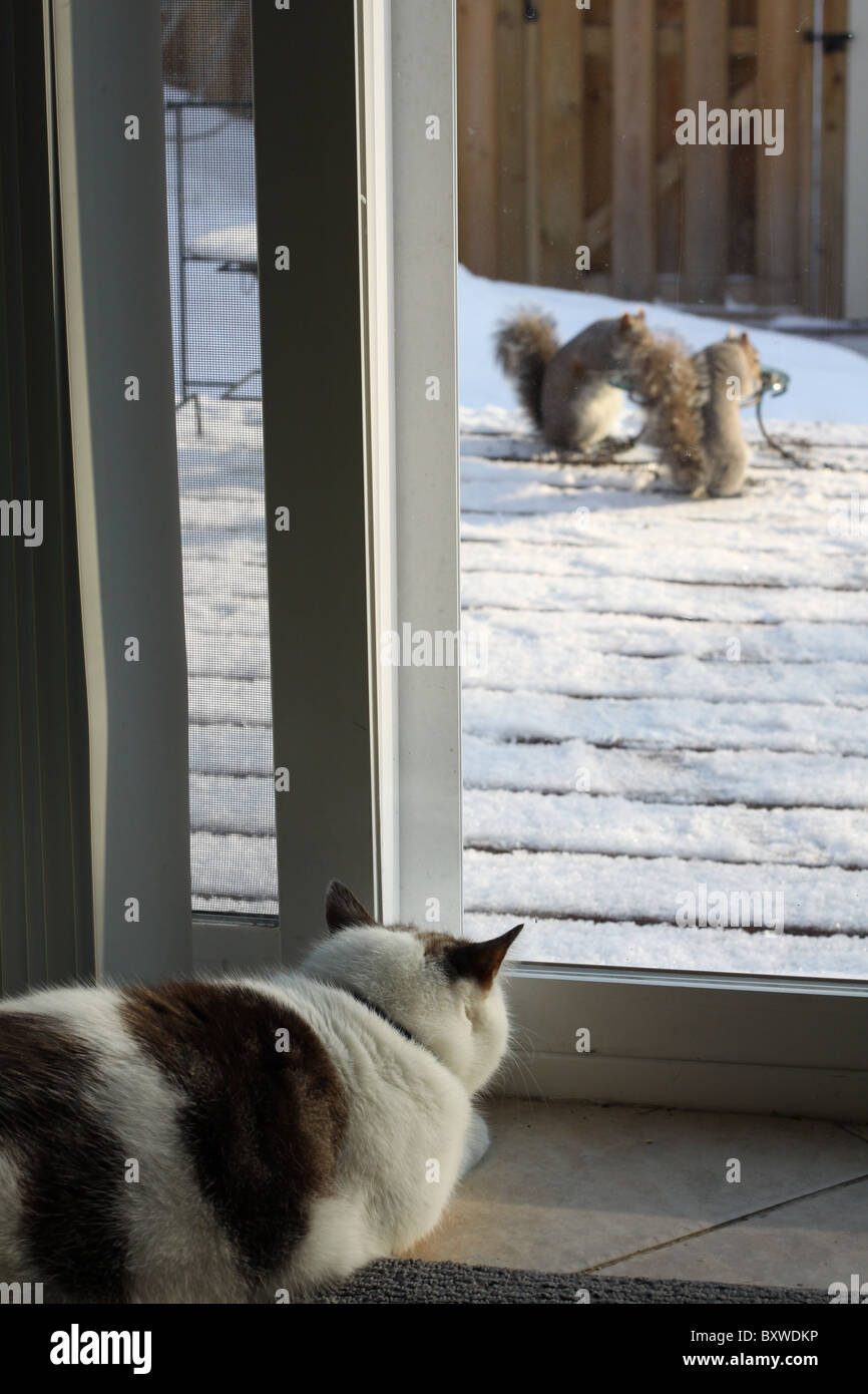 A cat watching squirrels through a window Stock Photo - Alamy