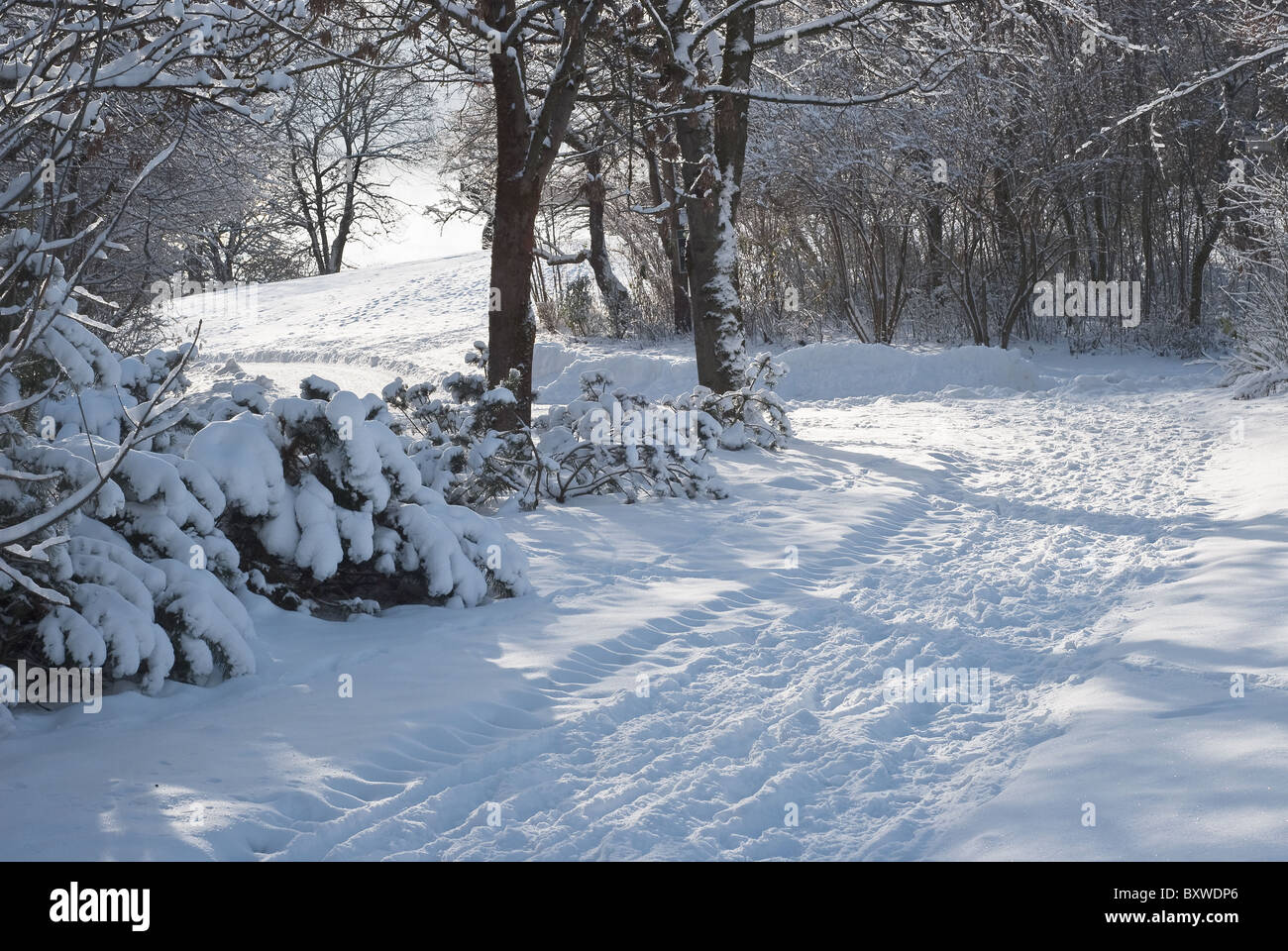 Forest Lane Through Snowy Winter Scenery Stock Photo - Alamy