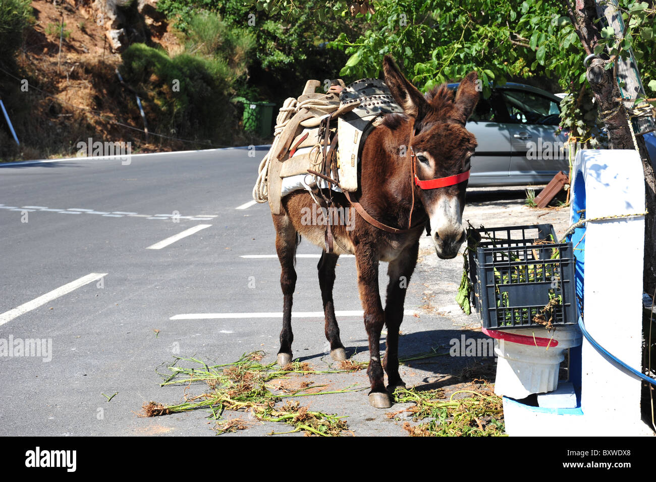 Donkey beside the road - Lasithi in Crete Stock Photo - Alamy