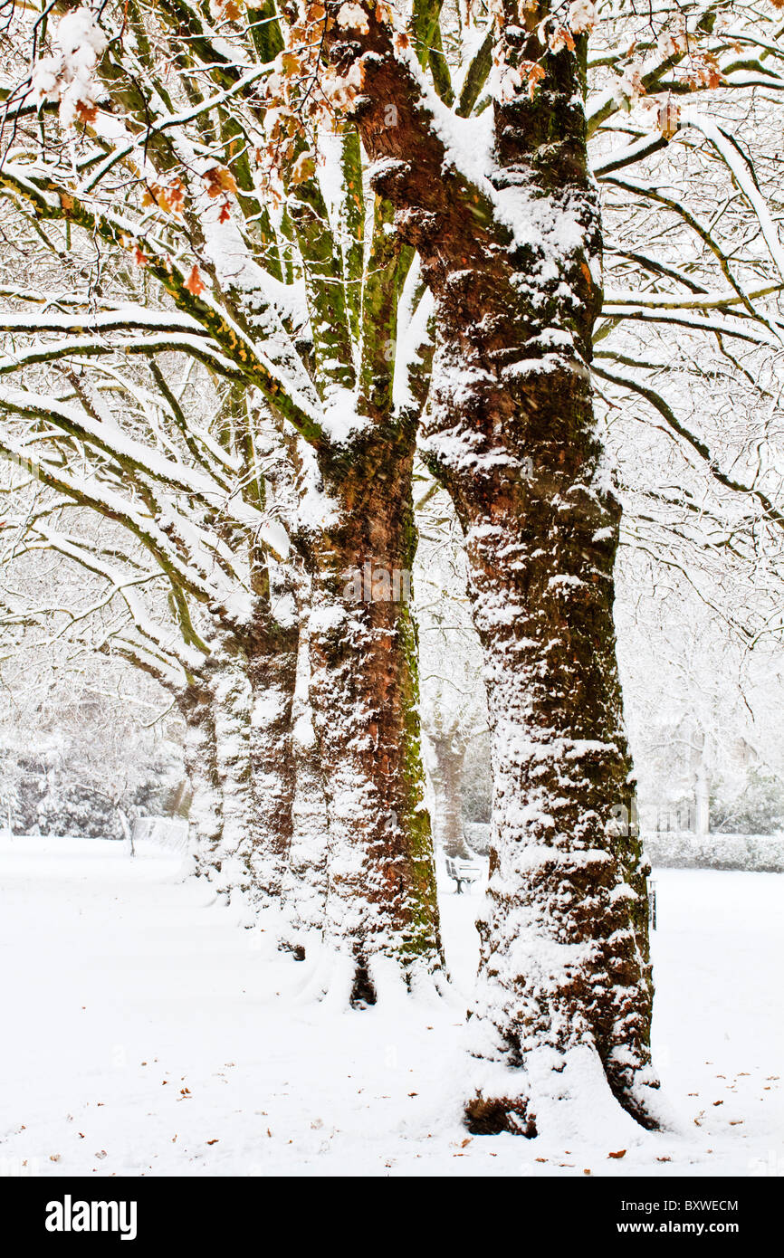 Tree trunks covered in snow Stock Photo - Alamy