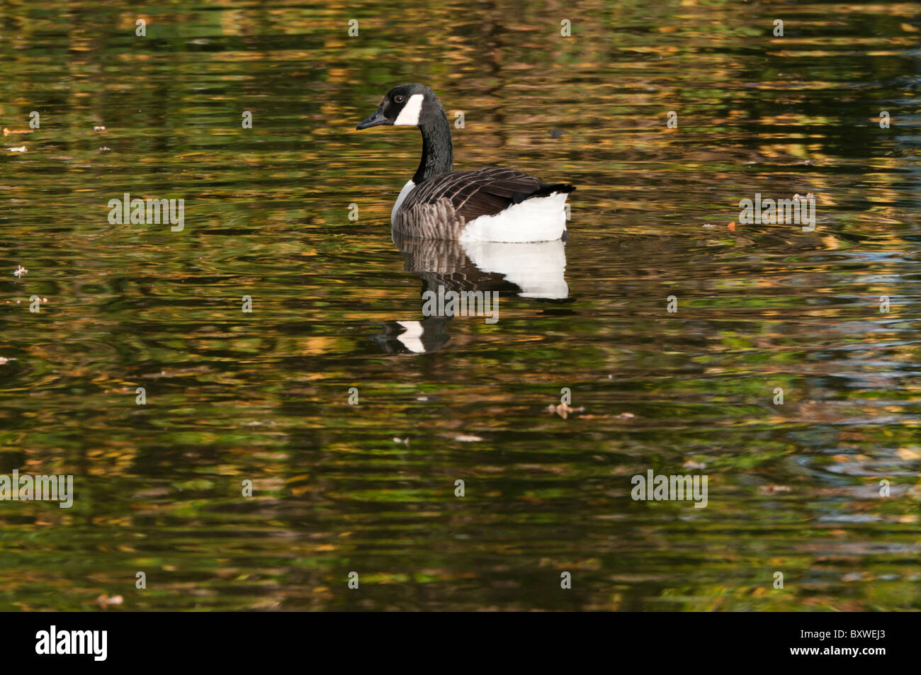 Autumn Canada Goose Stock Photo - Alamy