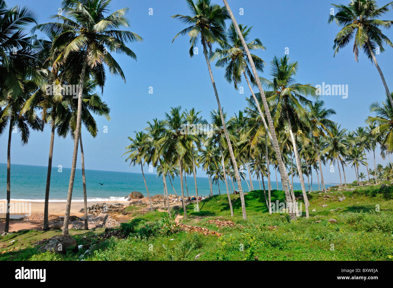 Kerala palm tree hi-res stock photography and images - Alamy