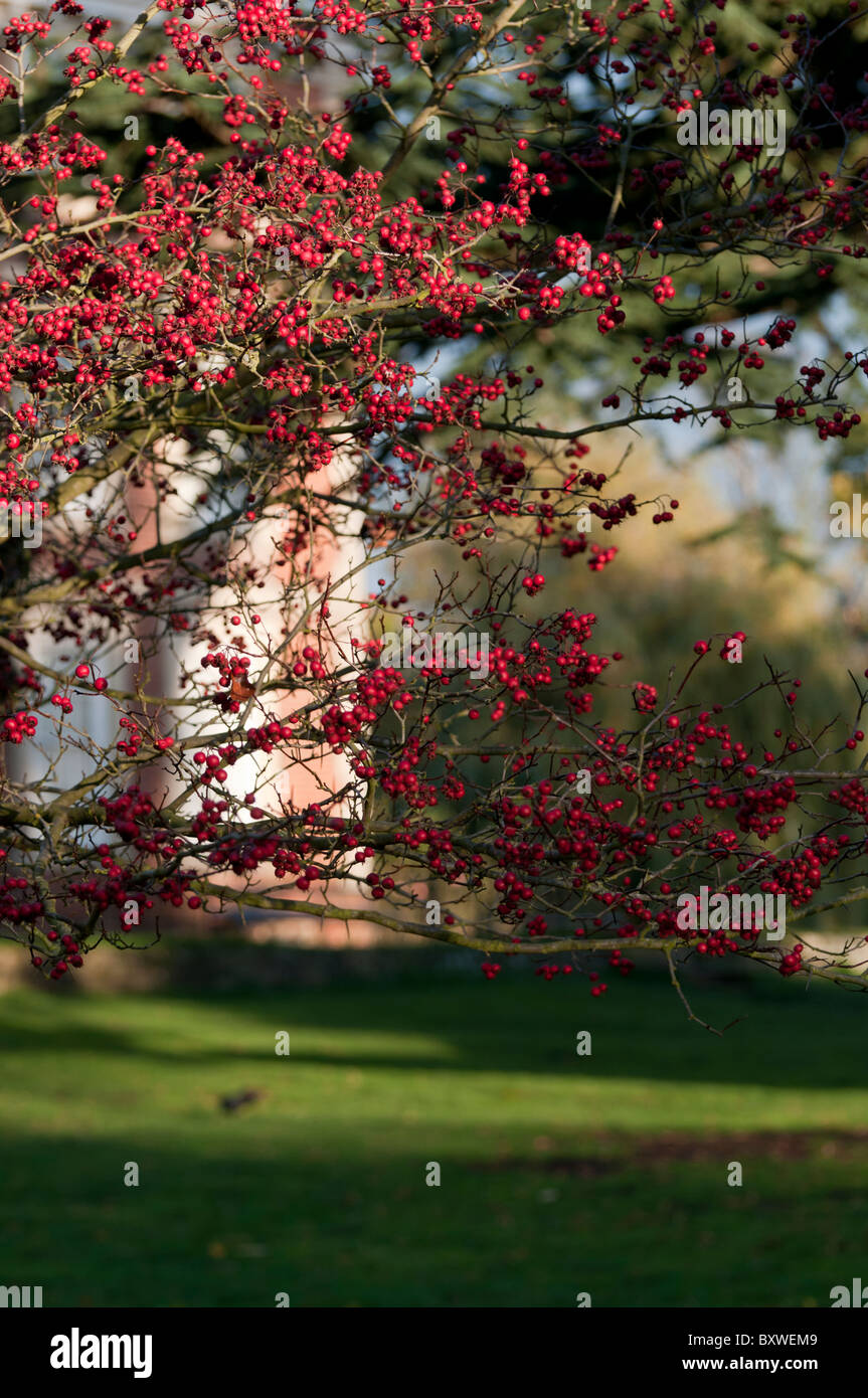 Red Berry Tree Stock Photo - Alamy