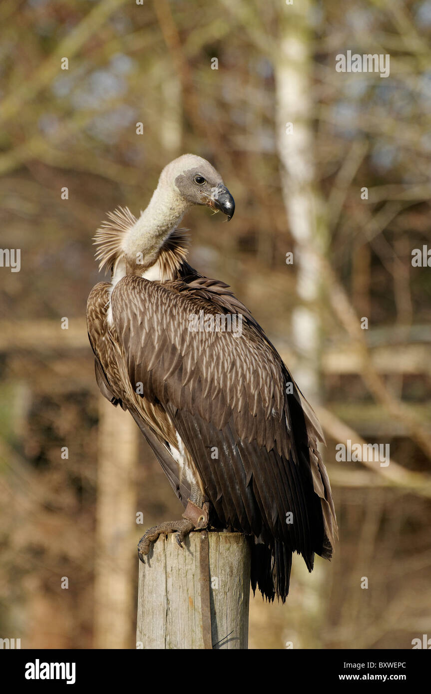 A European Black Vulture stood on a post at the Hawk Conservancy Trust ...