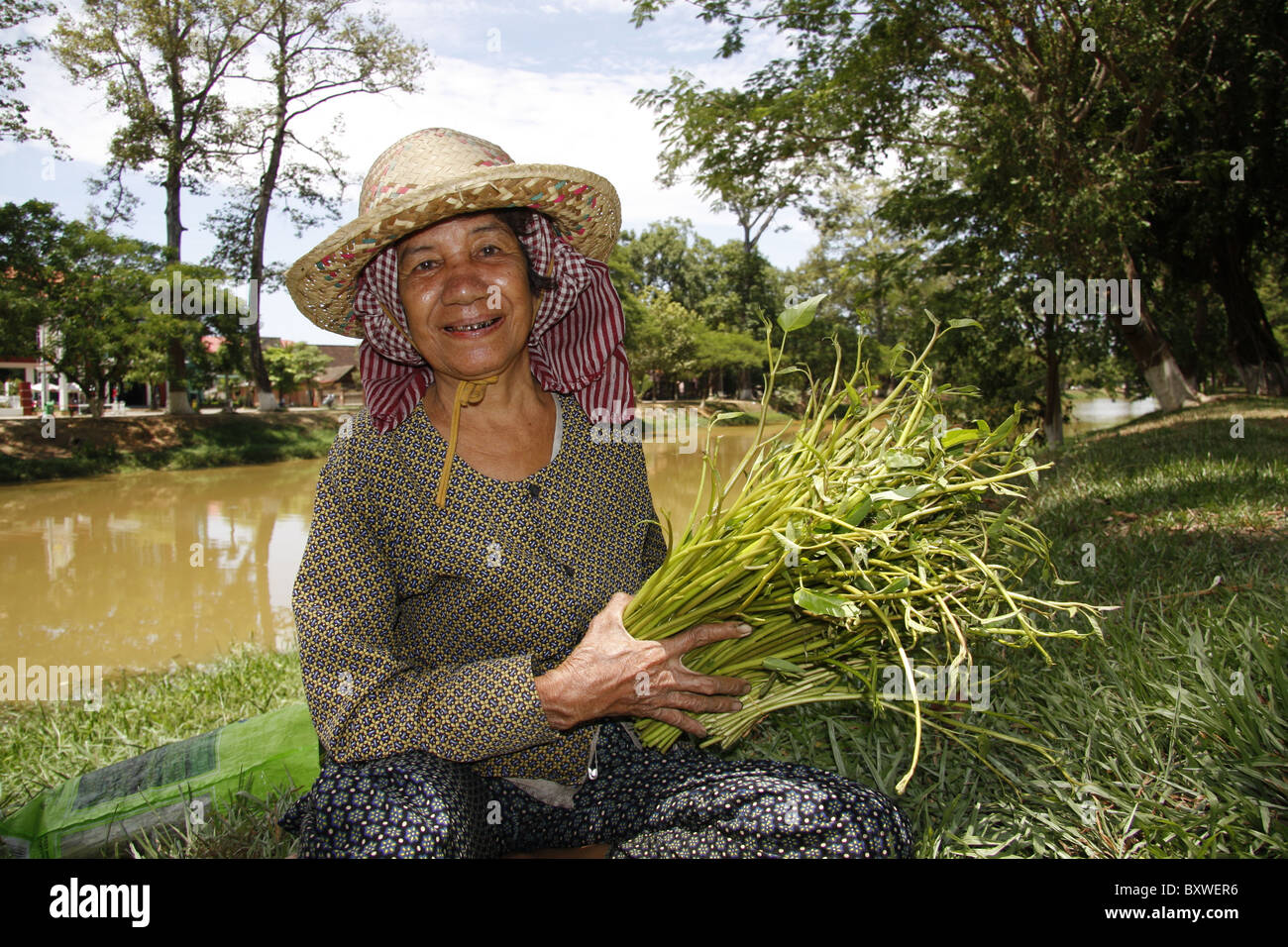 A Khmer woman collects morning glory by the Siem Reap River Stock Photo ...