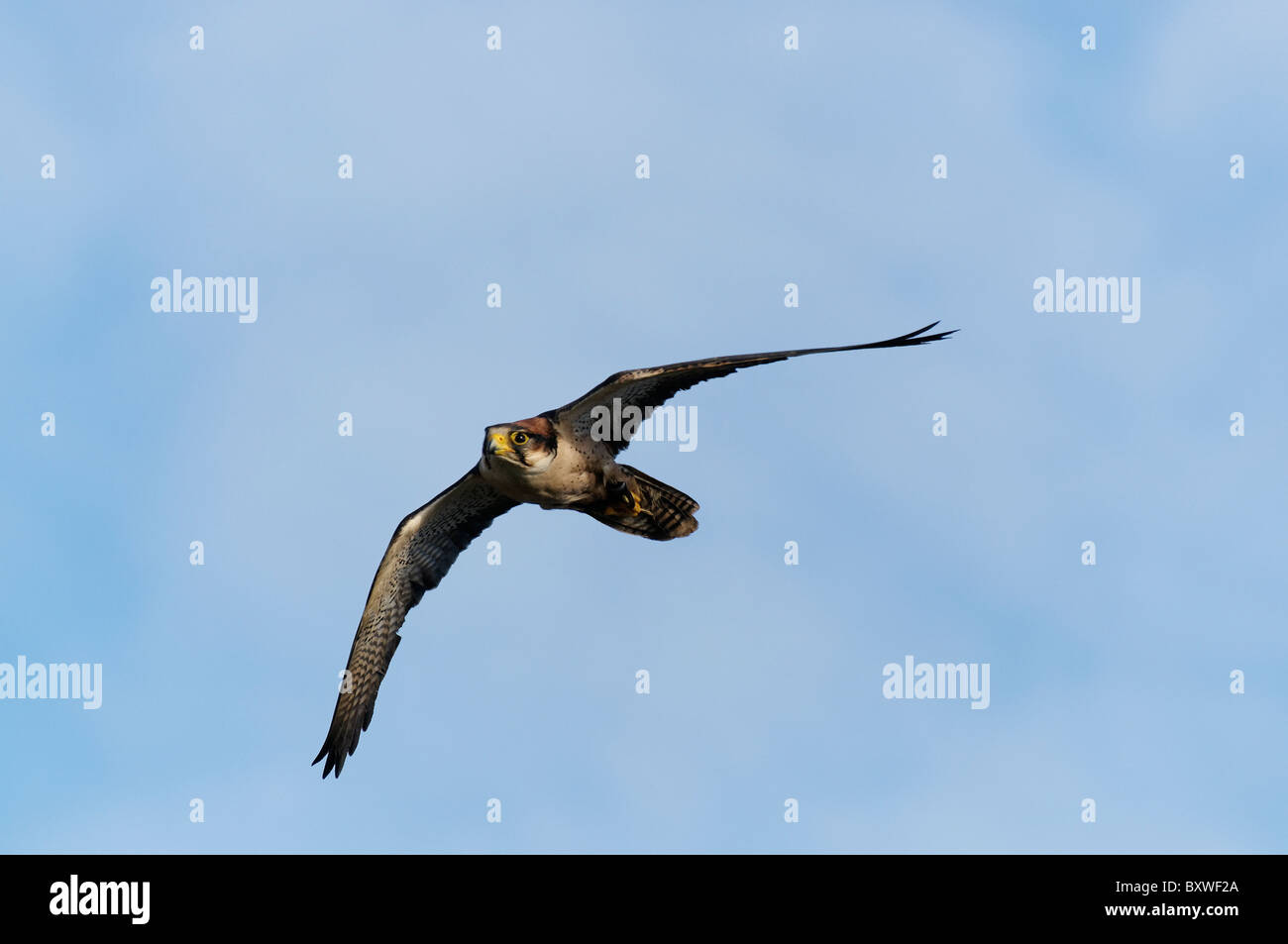 A Lanner Falcon at the Hawk Conservancy Trust, Andover Stock Photo - Alamy