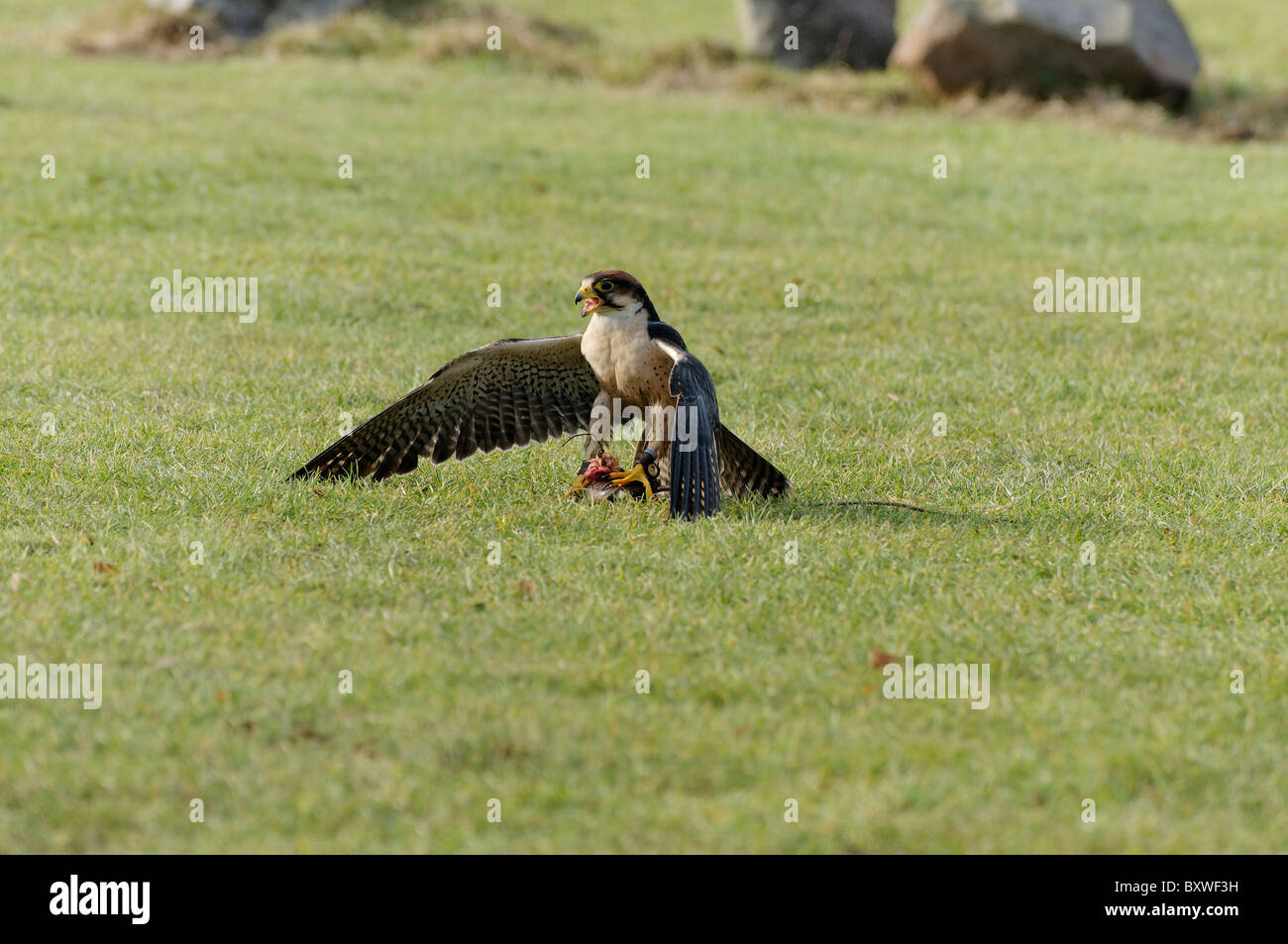 A Lanner Falcon at the Hawk Conservancy Trust, Andover Stock Photo - Alamy