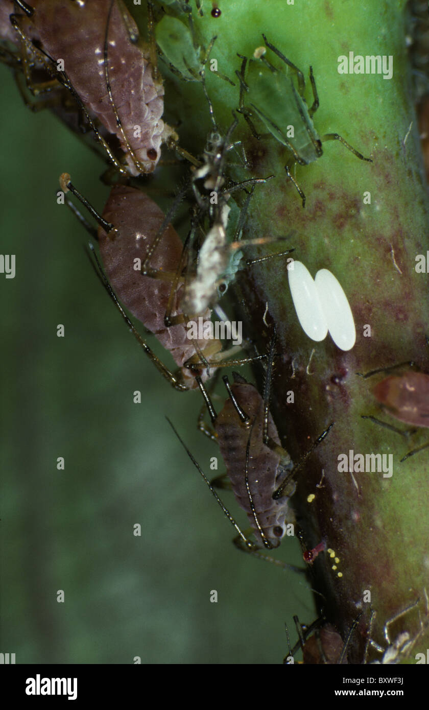 Marmalade hoverfly (Episyrphus balteatus ) eggs newly laid among rose ...