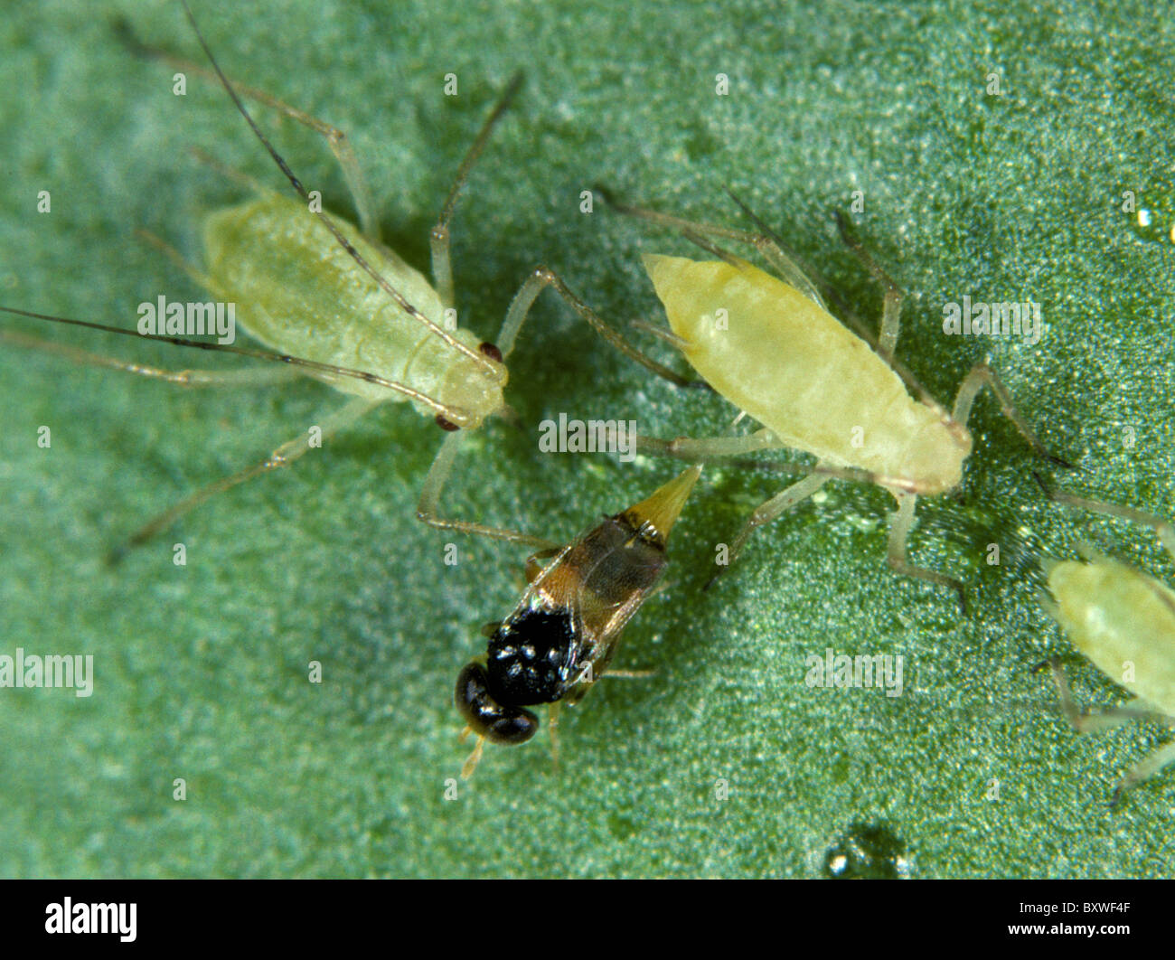 Parasitoid wasp (Aphelinus abdominalis) laying her eggs in a immature ...