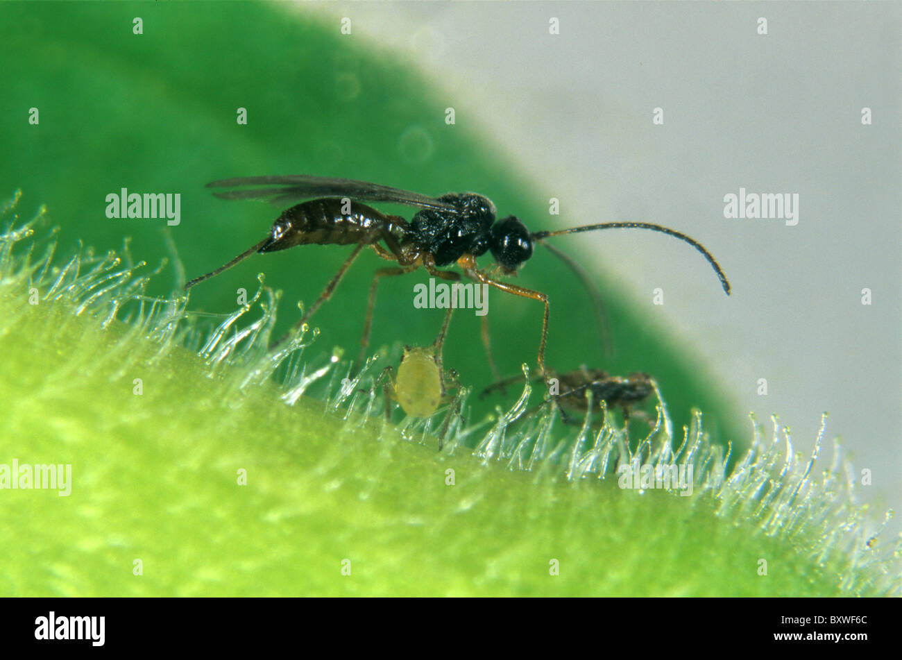 Parasitoid Wasp Aphid High Resolution Stock Photography and Images - Alamy