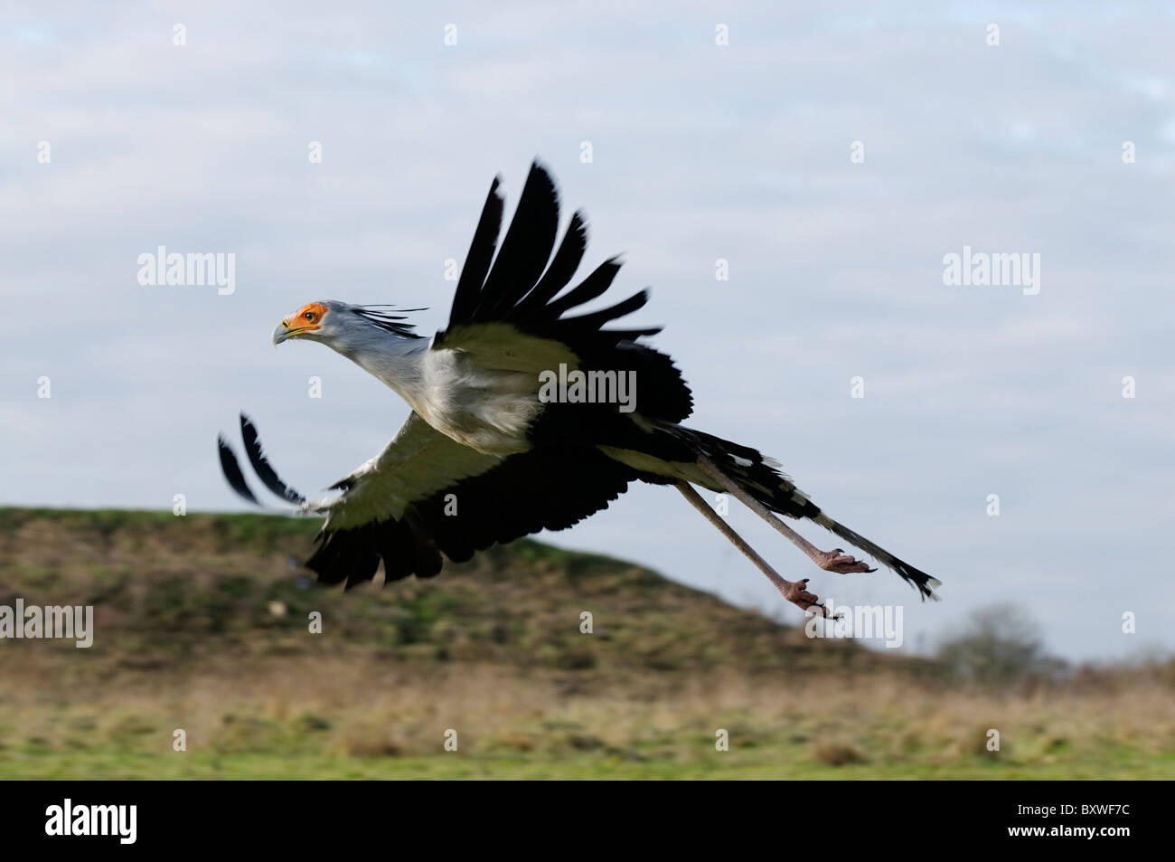 Secretary bird flying hi-res stock photography and images - Alamy