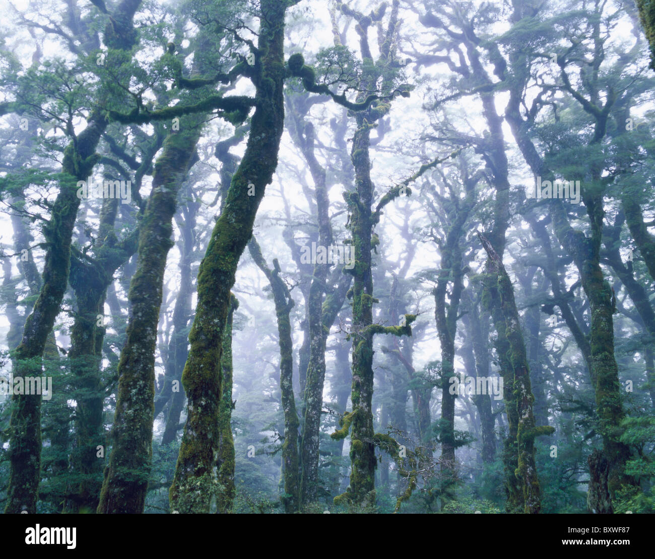 Native Beech Forest in the Rain. Te Urewera National Park. North Island ...