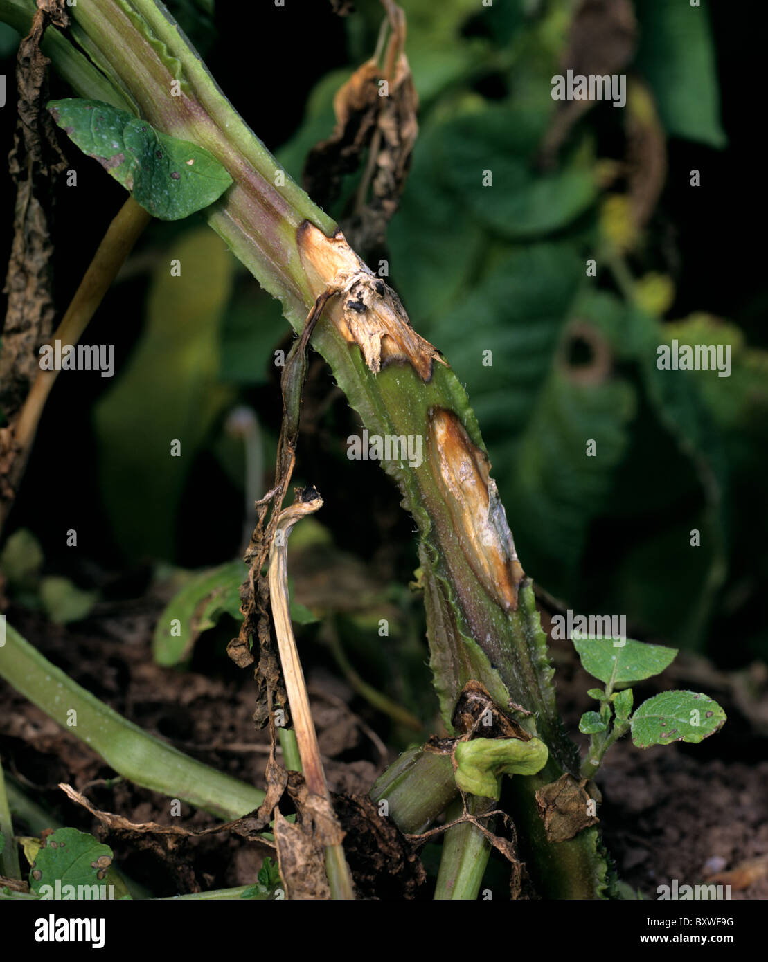White mould (Sclerotinia sclerotiorum) lesion with sclerotia on ...
