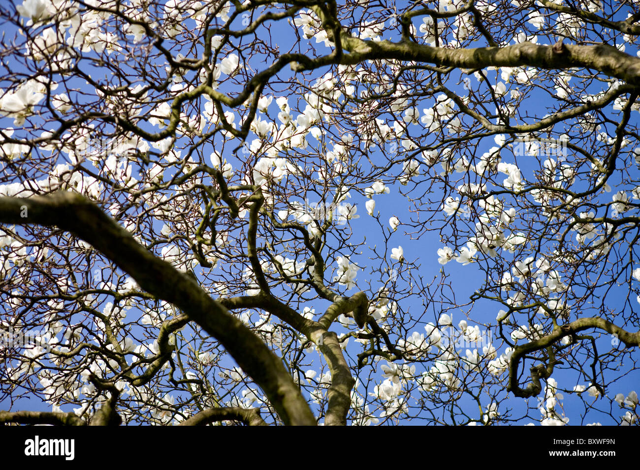 Magnolia Tree Branch