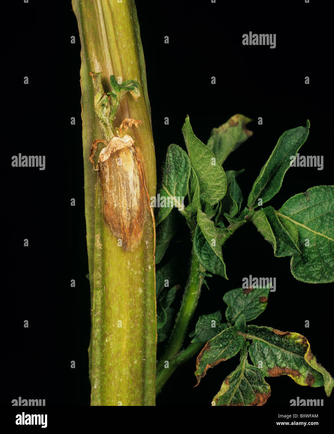 White mould (Sclerotinia sclerotiorum) early lesion on potato stem ...