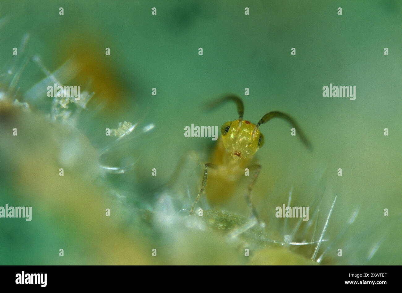 Parasitoid wasp (Eretmocerus eremicus) head & antennae of adult among ...