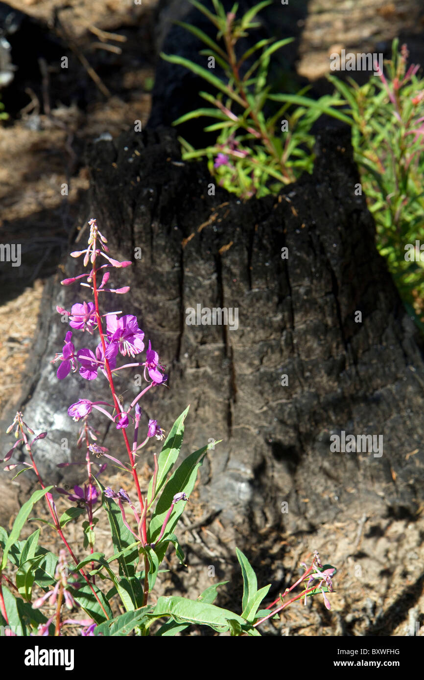 Area burned by forest fire along the historic Magruder Corridor in the ...