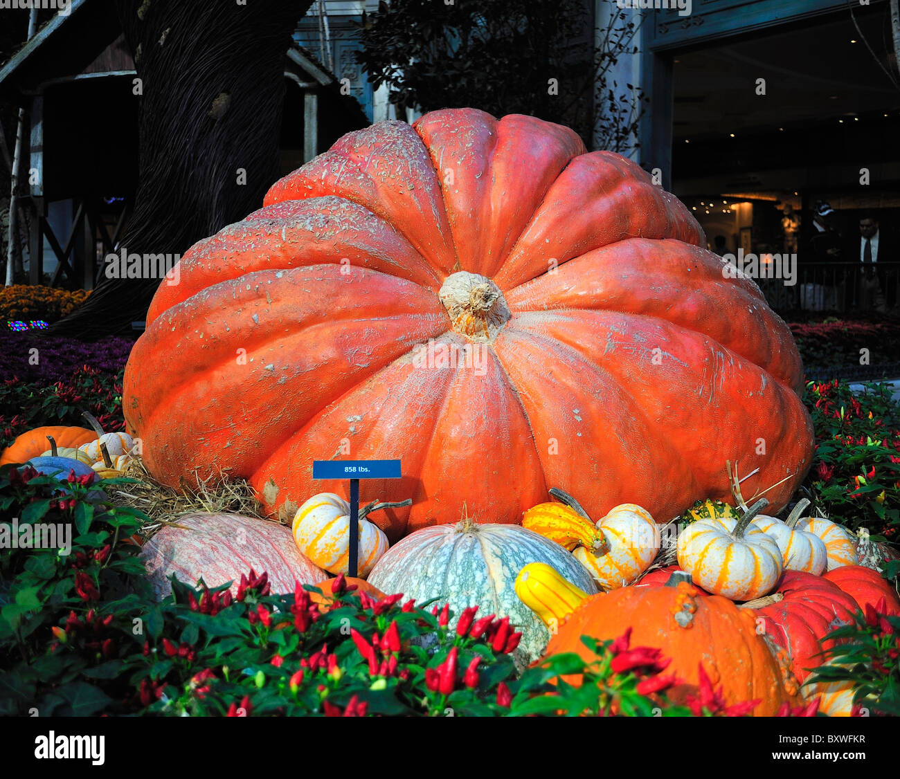 Giant Pumpkin on display at the Bellagio Hotel, Las Vegas, Nevada, USA ...