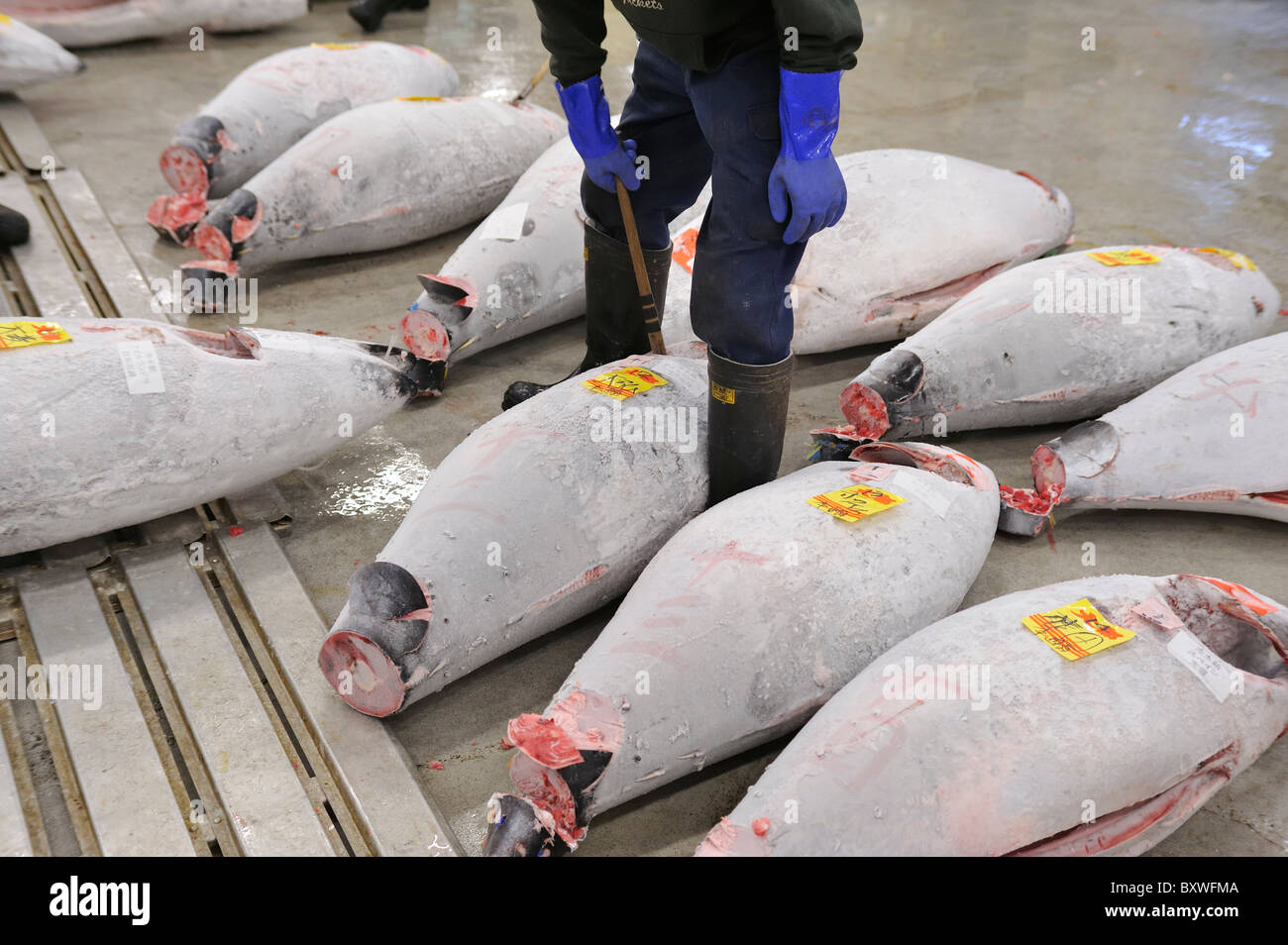 Worker moving frozen tuna at tuna auction, Tsukiji Fish Market, Tokyo ...