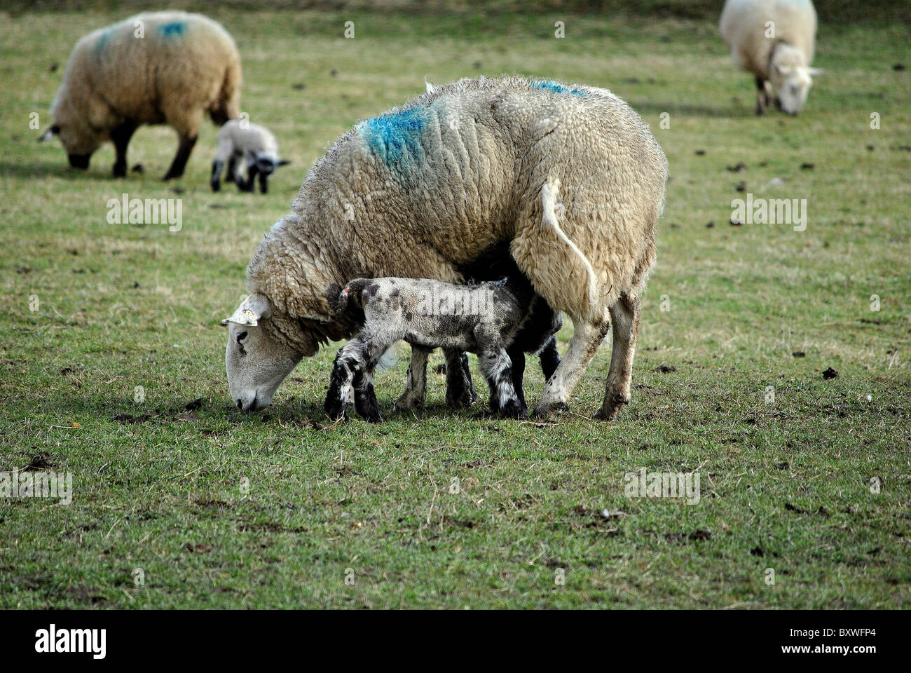 new season spring lambs Stock Photo - Alamy