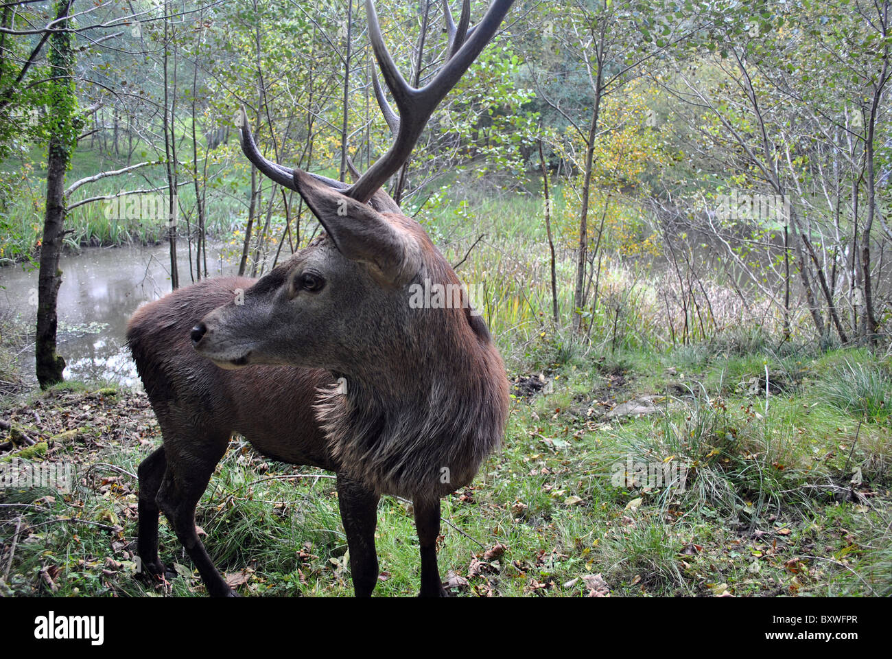 Large native breed hi-res stock photography and images - Alamy