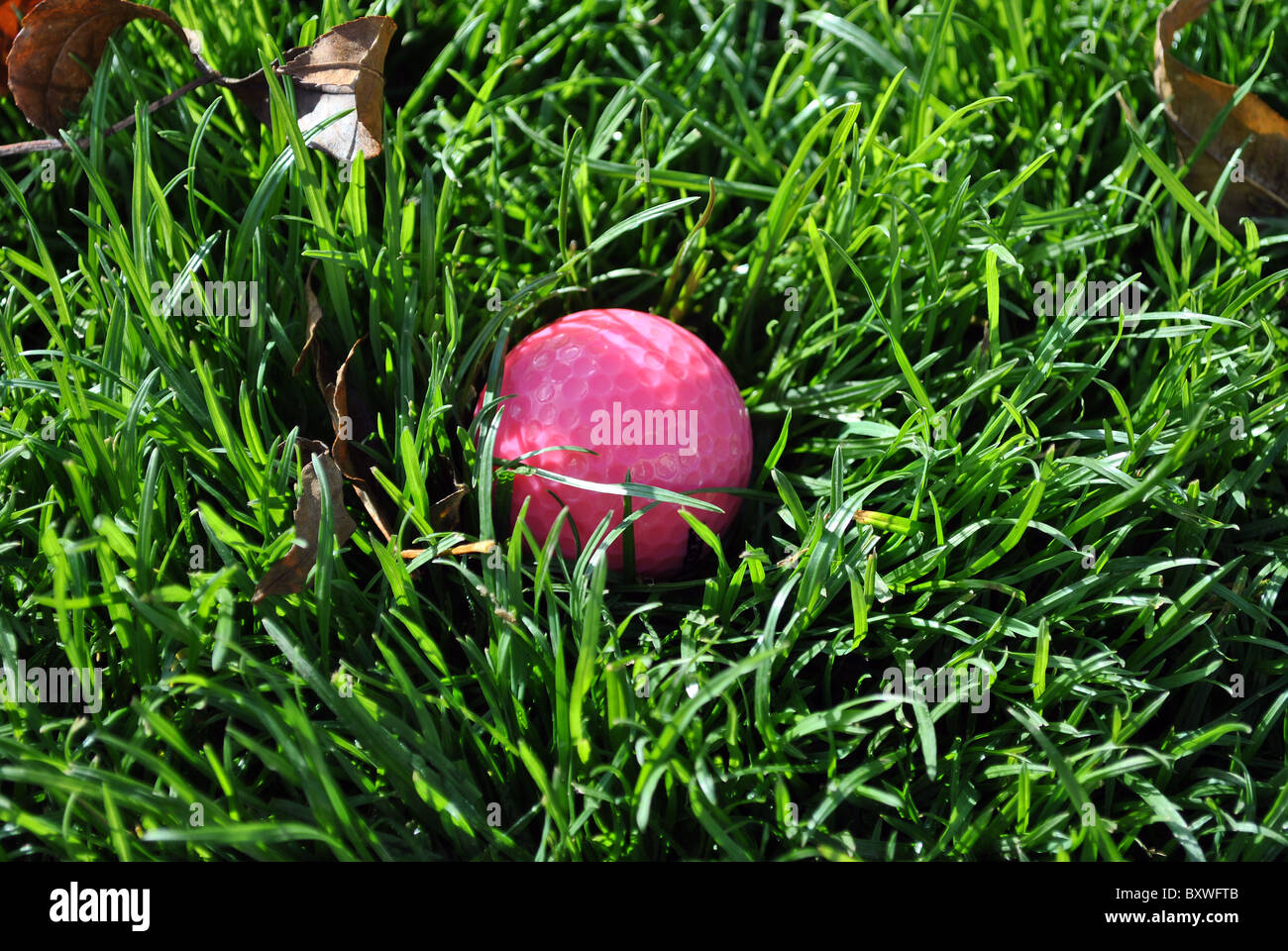 pink golf ball in a fairway in autumn Stock Photo - Alamy