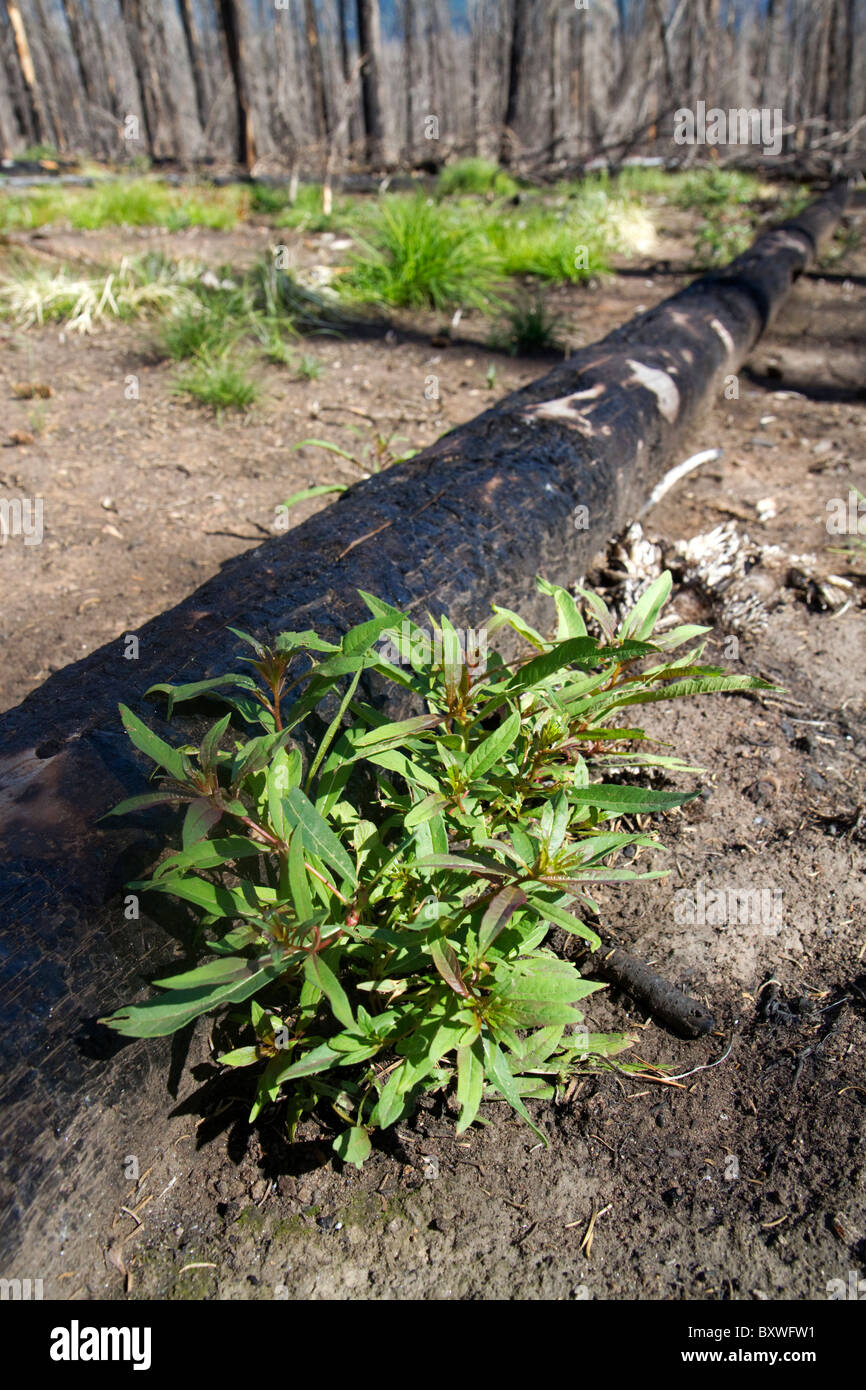 Area burned by forest fire along the historic Magruder Corridor in the ...