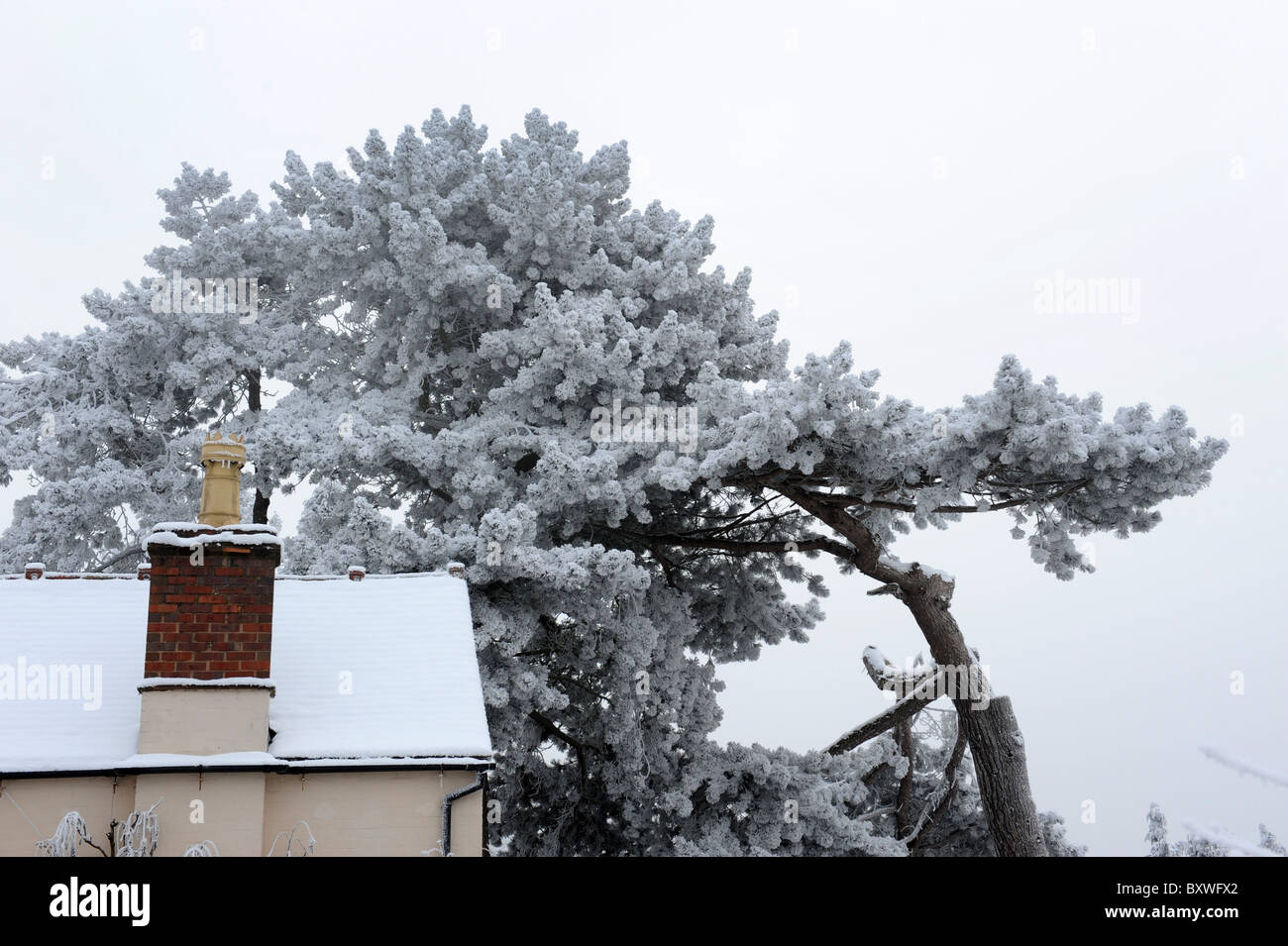 Dangerous trees hi-res stock photography and images - Alamy