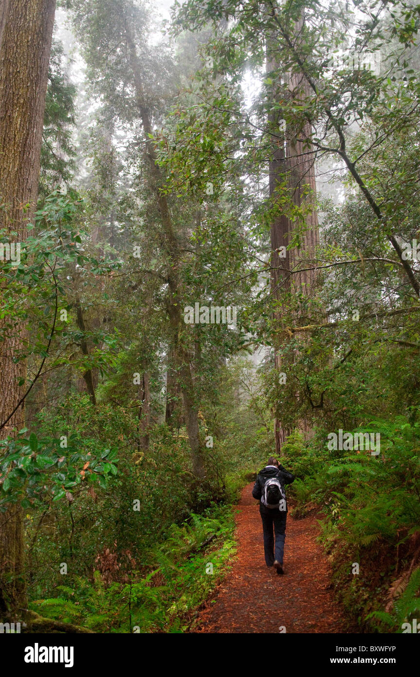 Lady Bird Johnson Grove Trail Stock Photo - Alamy