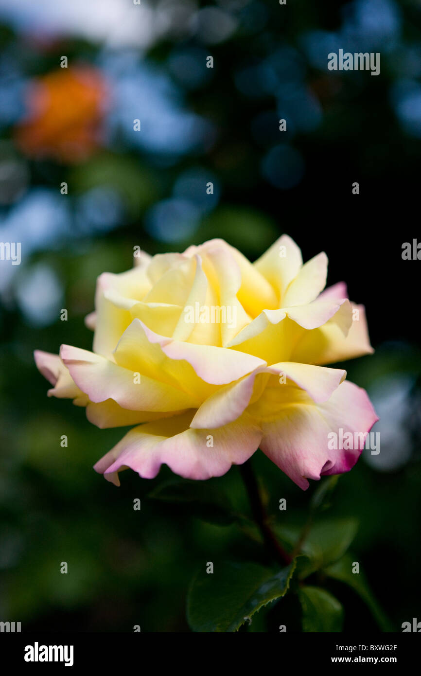 Yellow rose side view flower hi-res stock photography and images - Alamy