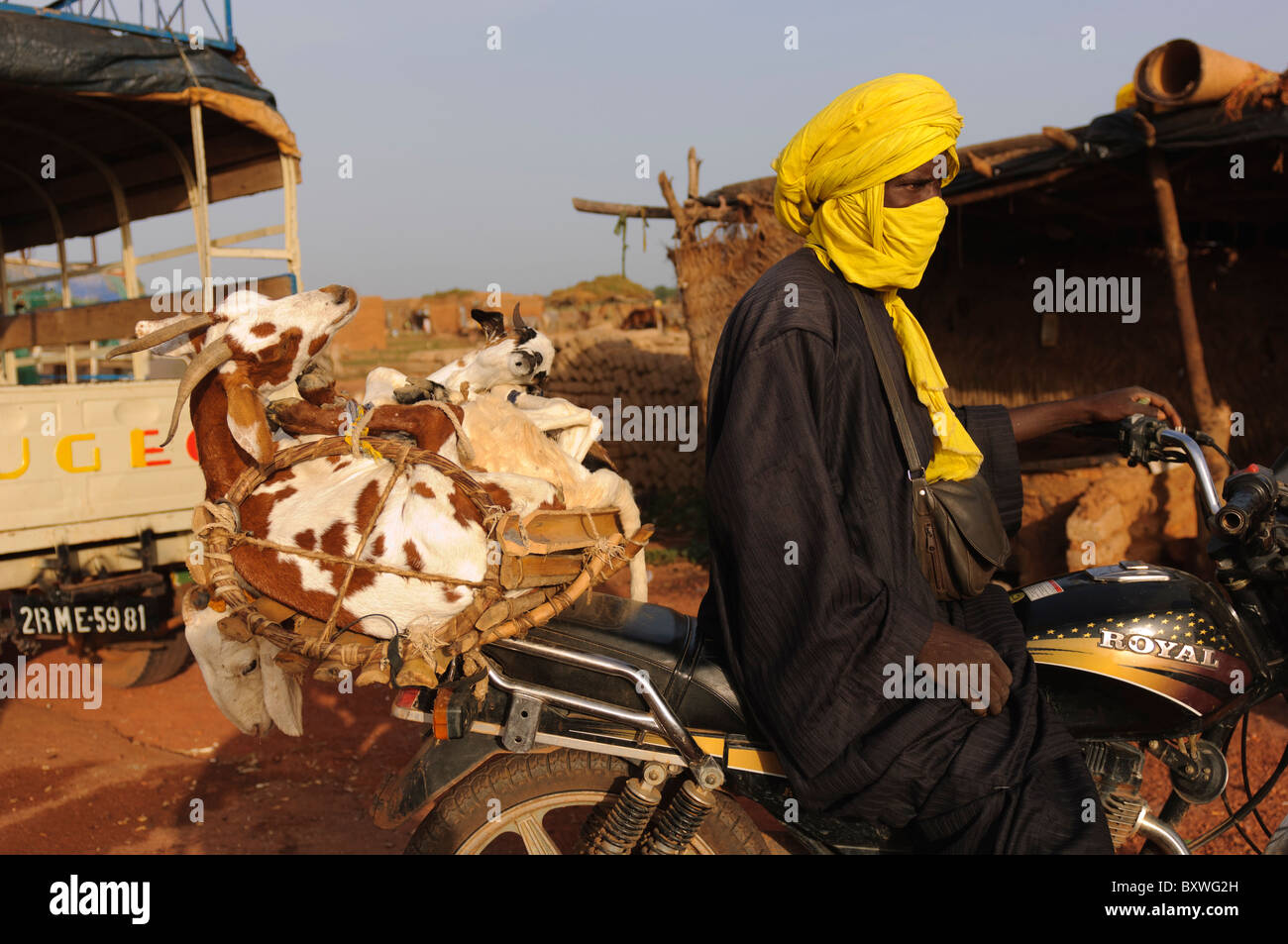 Transport of goats on a motorcycle. Mali Stock Photo - Alamy
