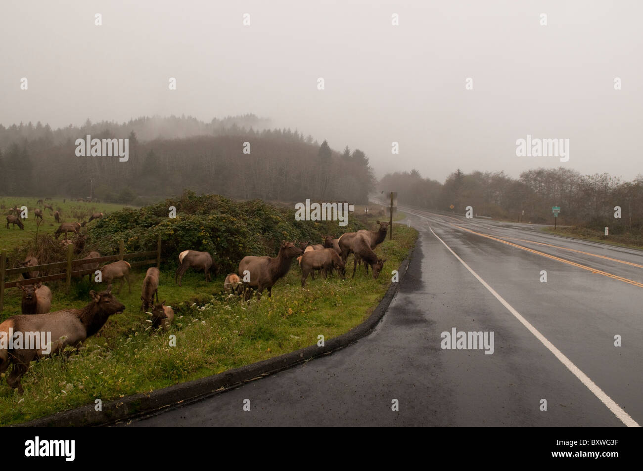 Elk crossing road with traffic hi-res stock photography and images - Alamy