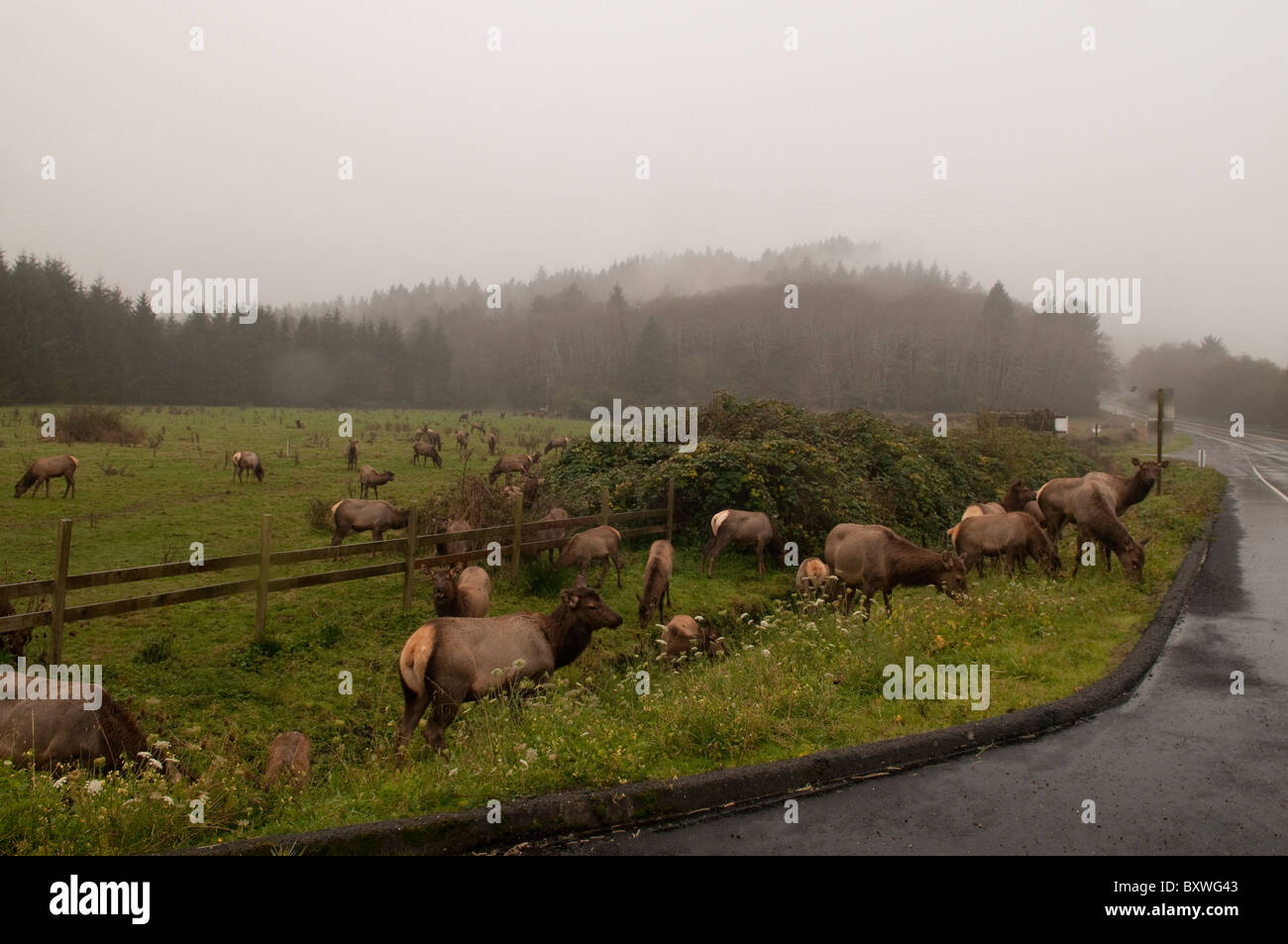 Elk Crossing Road With Traffic High Resolution Stock Photography and ...