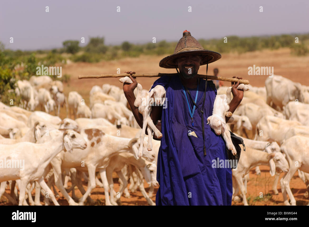Sheep africa mali hi-res stock photography and images - Alamy
