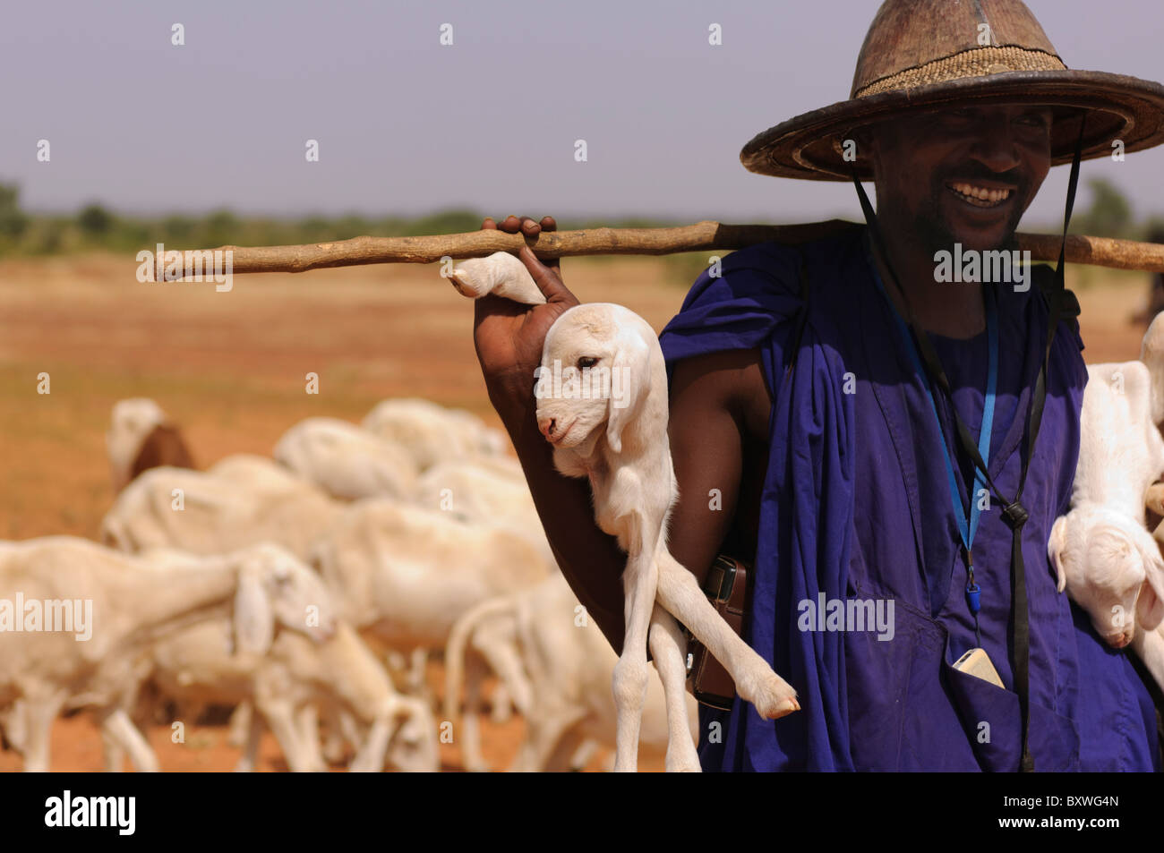 Peul shepherd with his flock of sheep. Mali Stock Photo - Alamy