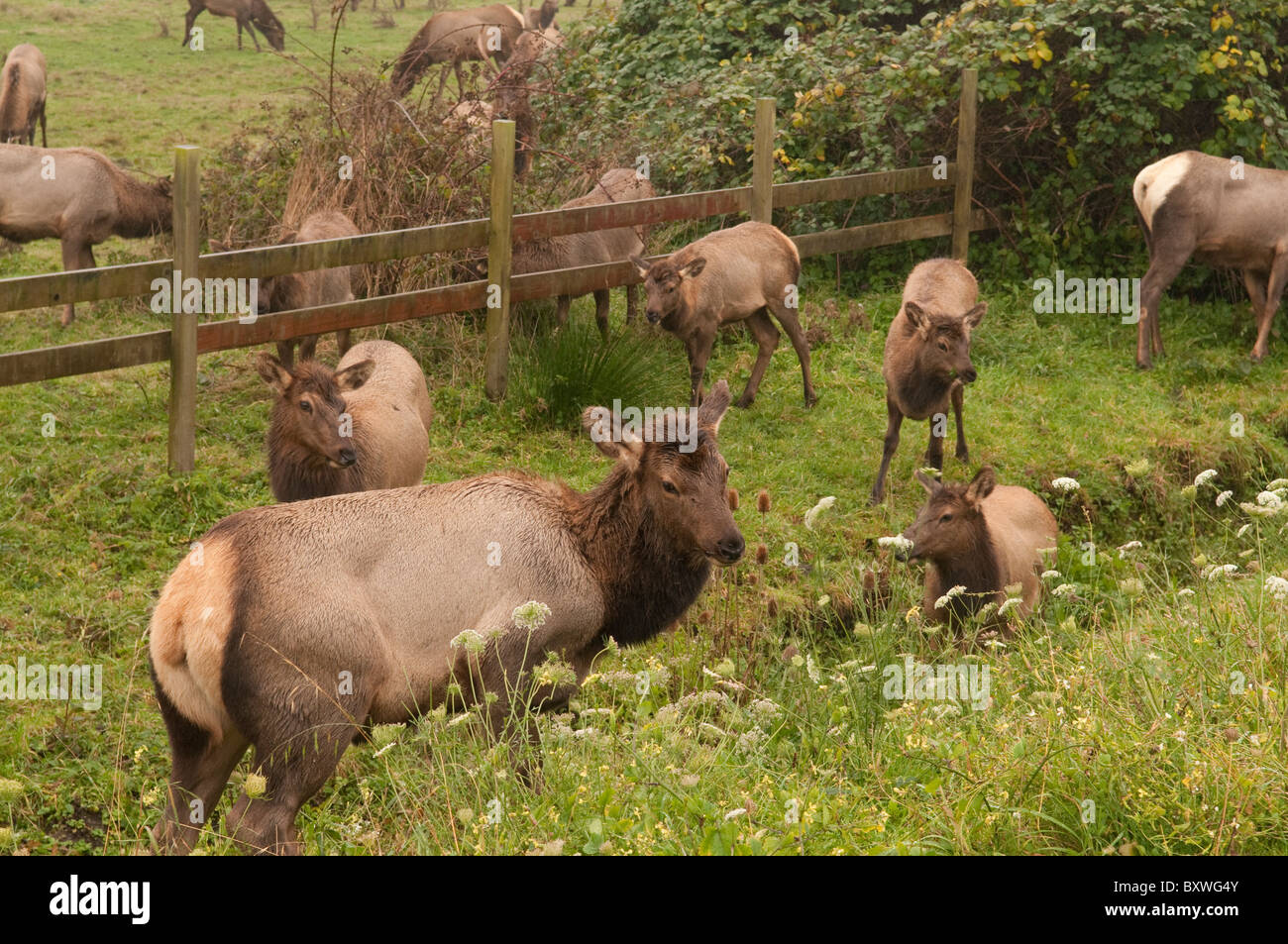 Elk crossing road sign hi-res stock photography and images - Alamy