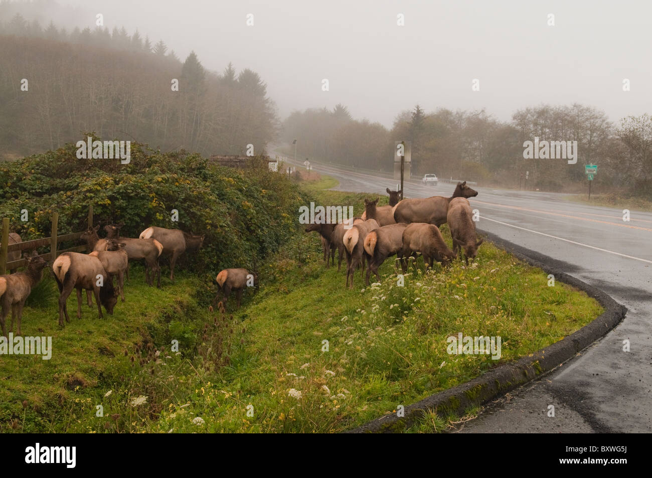 Elk crossing road with traffic hi-res stock photography and images - Alamy