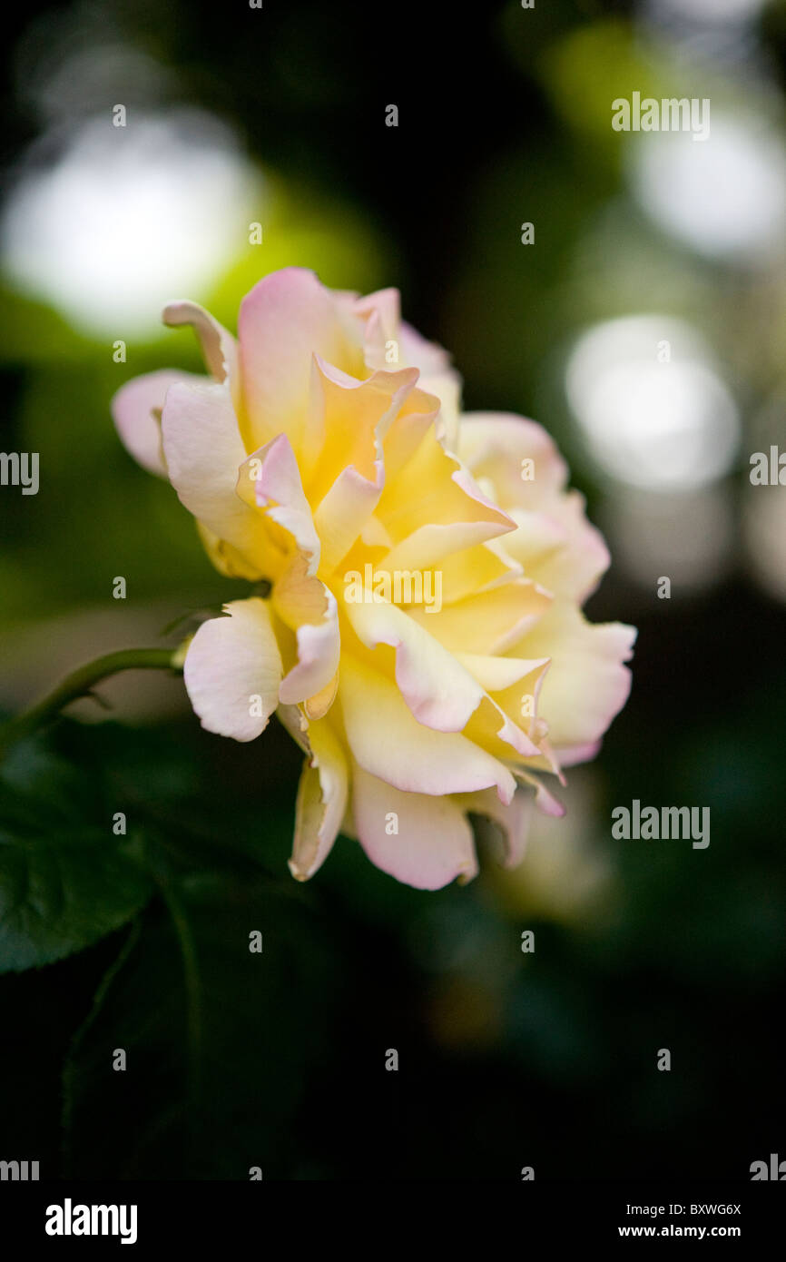 Yellow rose side view flower hi-res stock photography and images - Alamy
