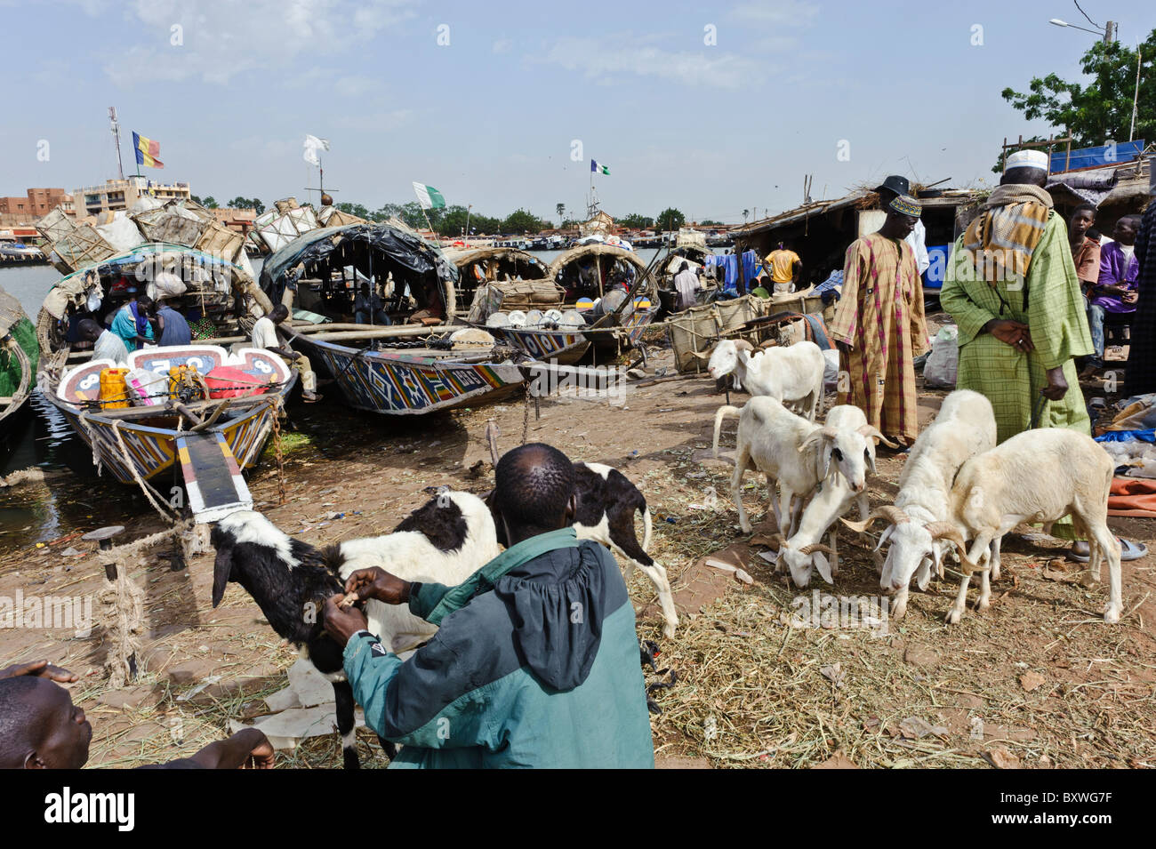 Pirogues, pinasses and sheep in the port of Mopti, Mali Stock Photo - Alamy