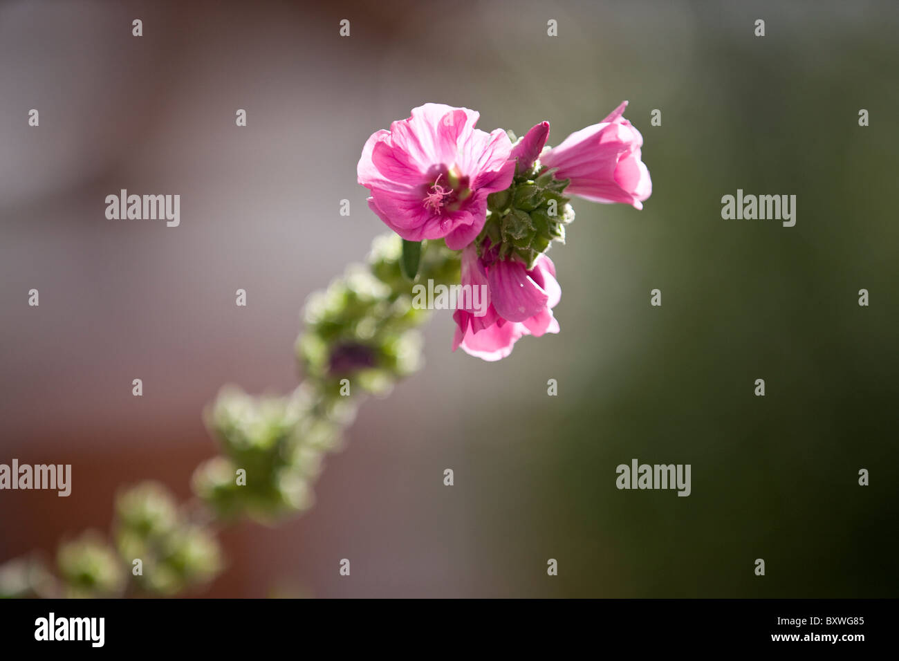 Sidalcea or checkermallow, bright pink flowers Stock Photo - Alamy