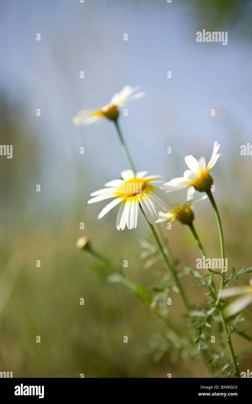 Crown daisies growing wild Stock Photo - Alamy