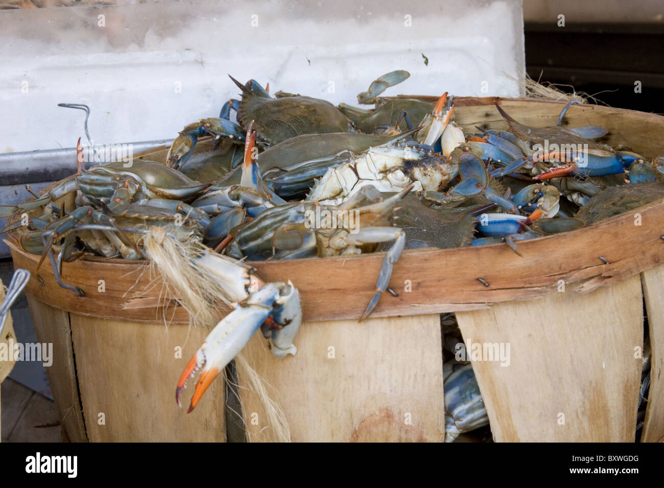 A bucket of live crabs at a Chinatown Fish Market Stock Photo - Alamy